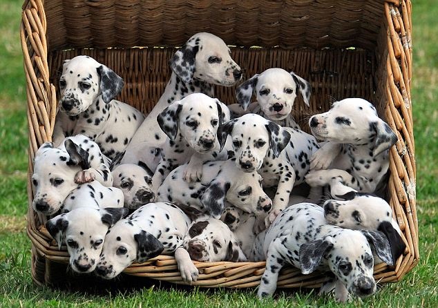 About Us - Andrew Miller Dalmatian